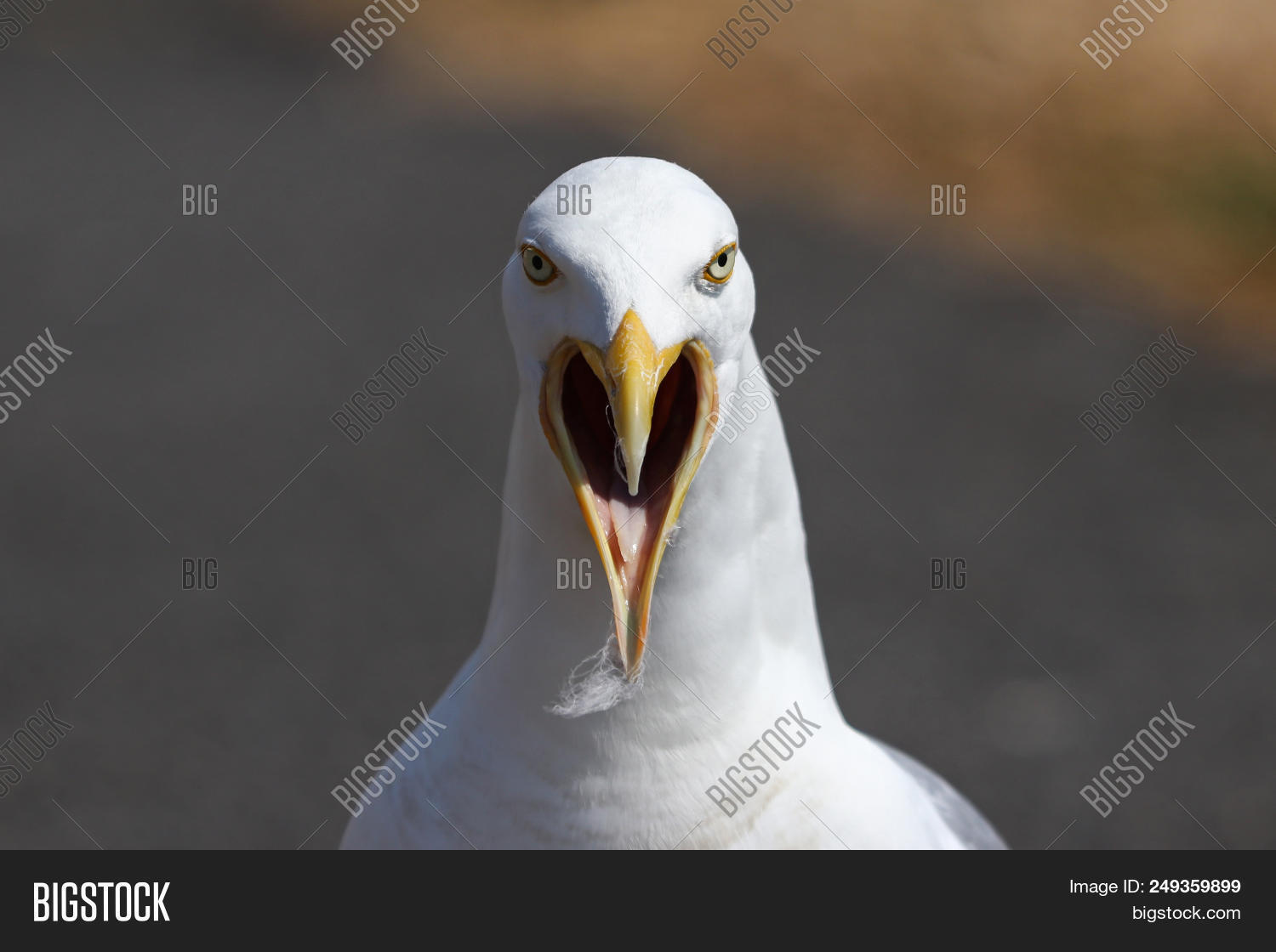 Seagull Open Beak Image & Photo (Free Trial) | Bigstock