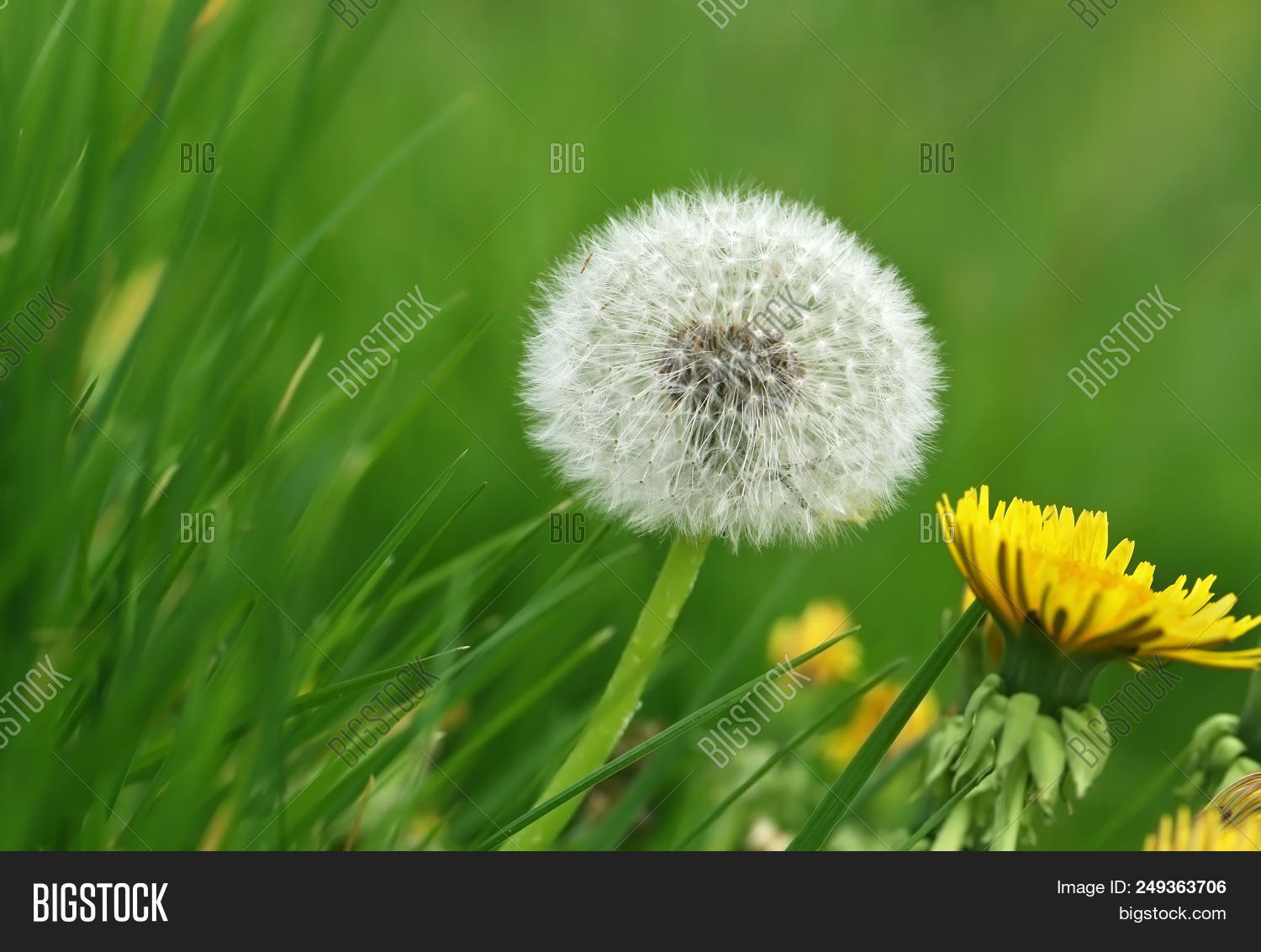 Closeup Dandelion Image & Photo (Free Trial) | Bigstock