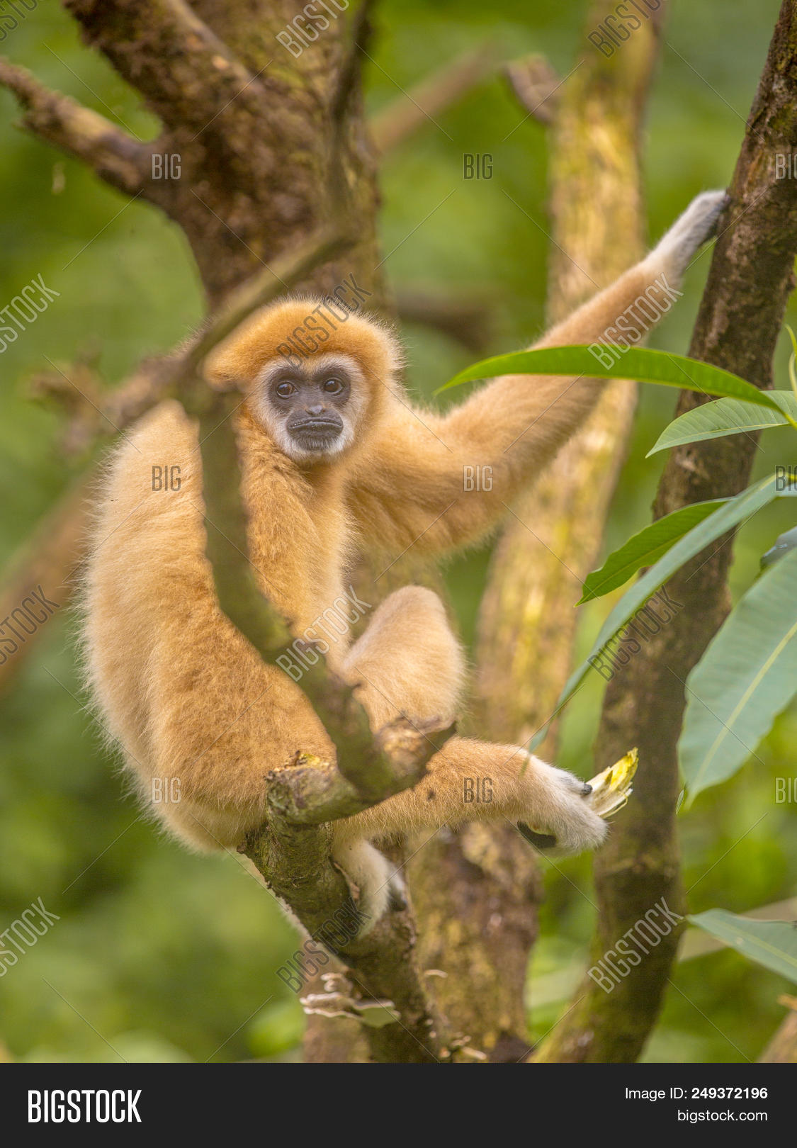 Lar Gibbon (hylobates Image & Photo (Free Trial) | Bigstock