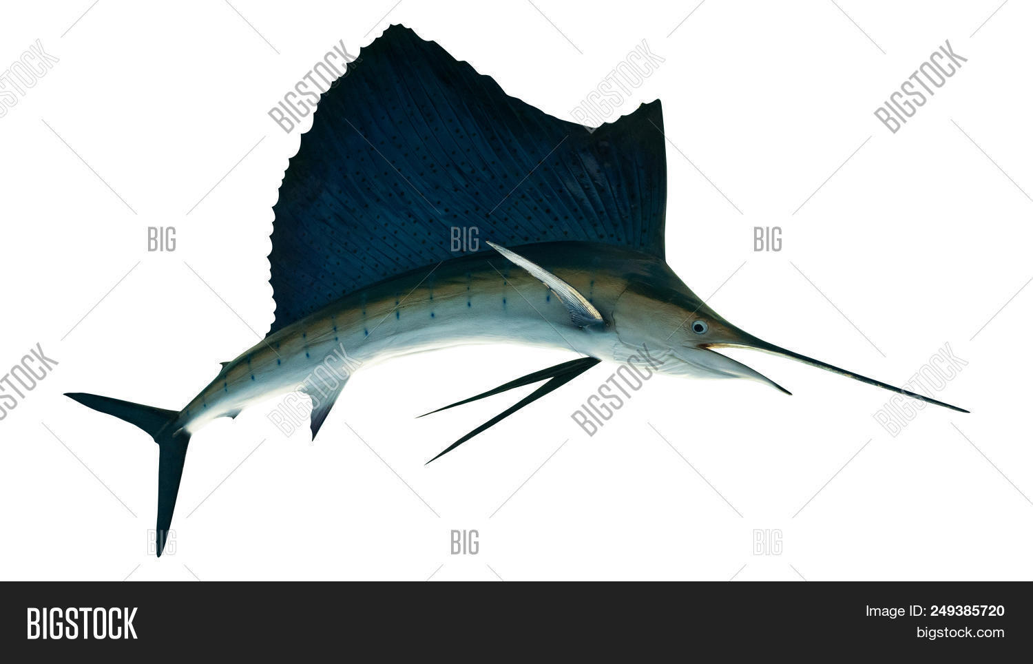 Marlin - Swordfish, Image & Photo (Free Trial) | Bigstock
