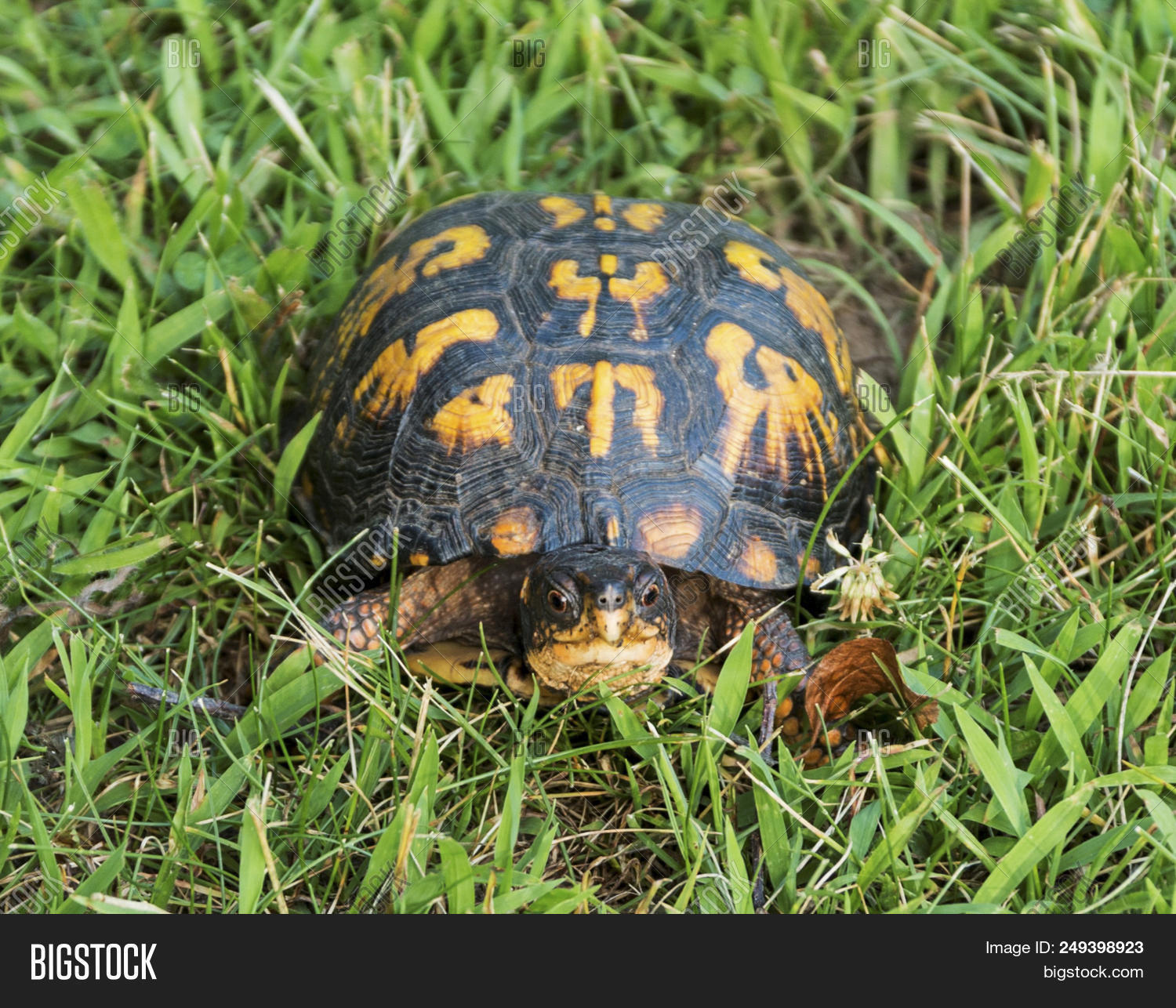 Male Box Turtle Image & Photo (Free Trial) | Bigstock