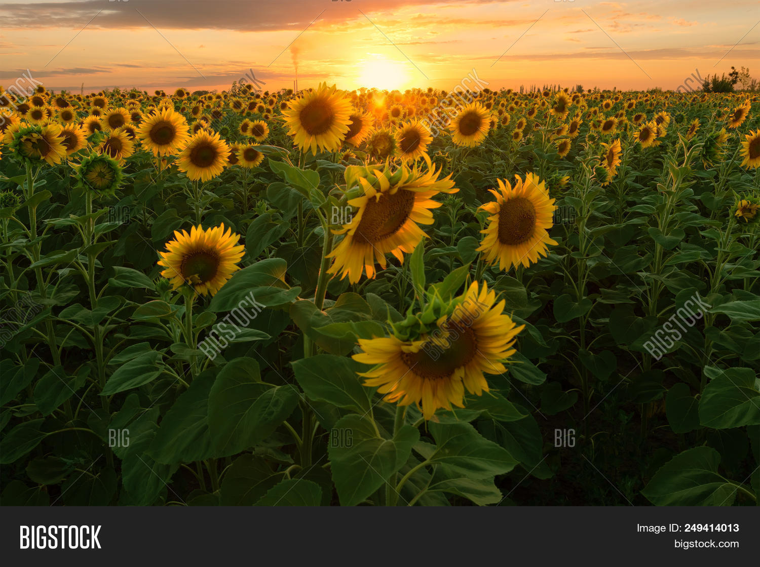 Sunflower Sunset / Image & Photo (Free Trial) | Bigstock