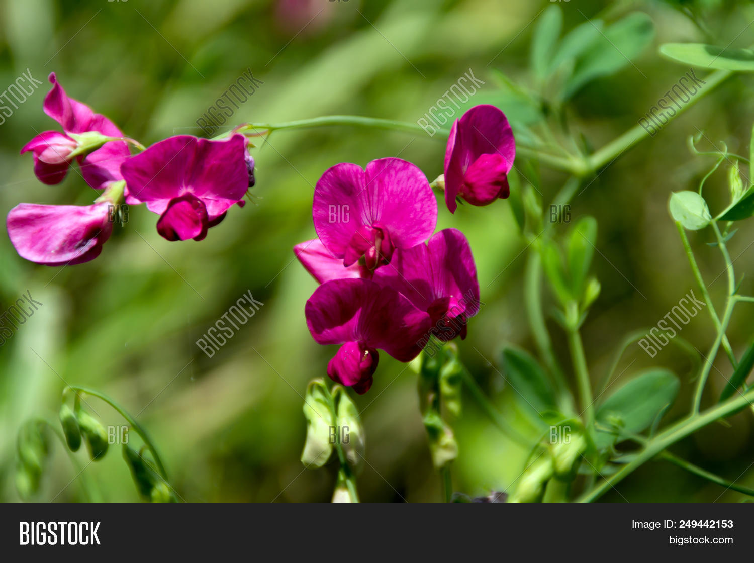 Spring Vetch (vicia Image & Photo (Free Trial) | Bigstock