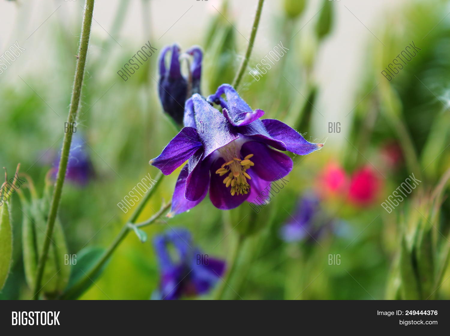 Blue Purple Bells. Image & Photo (Free Trial) | Bigstock
