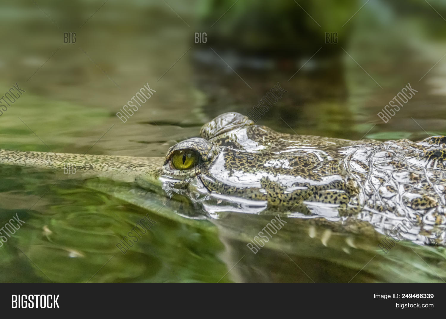 Closeup Shot Swimming Image & Photo (Free Trial) | Bigstock