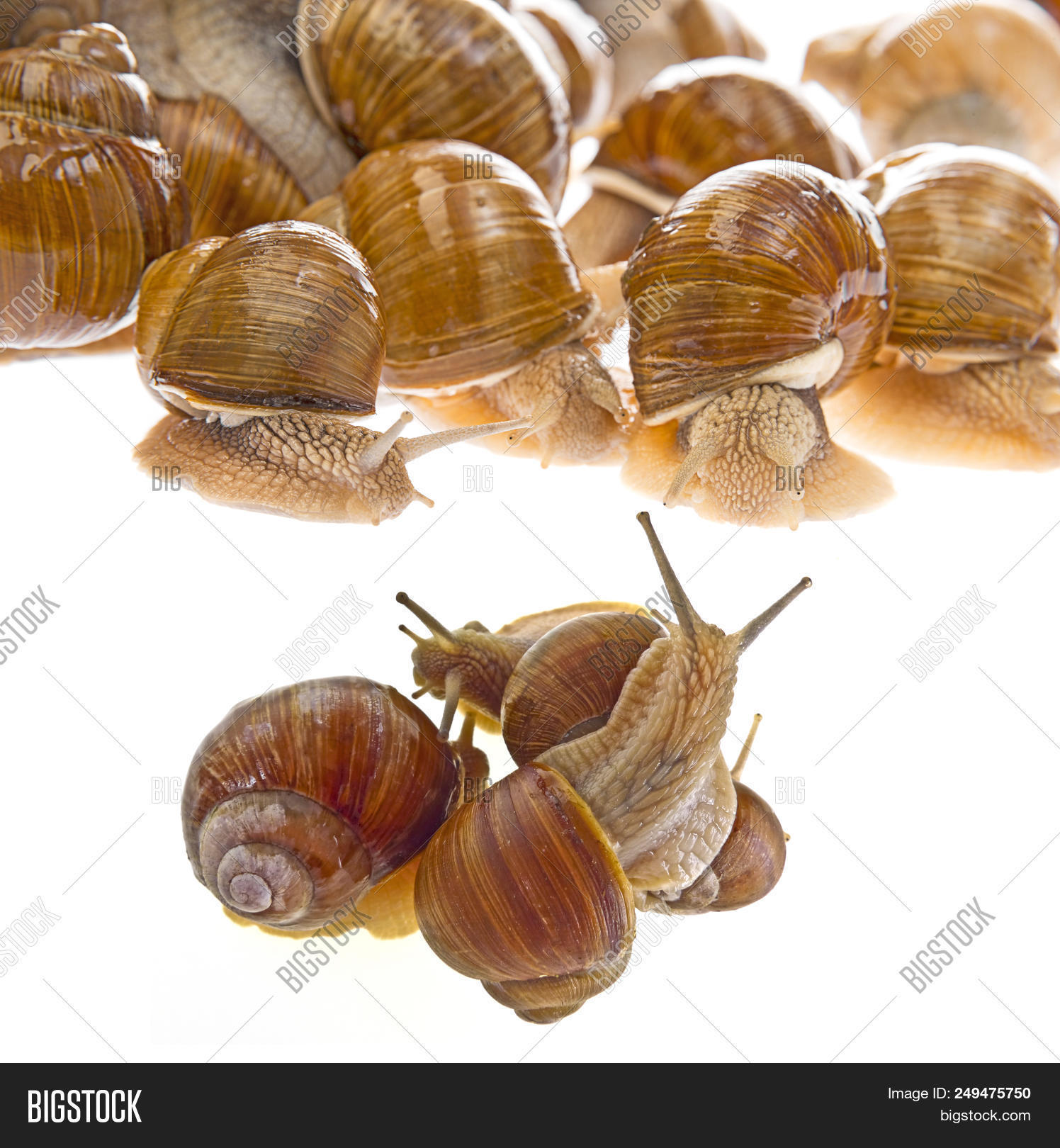Snail (Helix Pomatia Image & Photo (Free Trial) | Bigstock