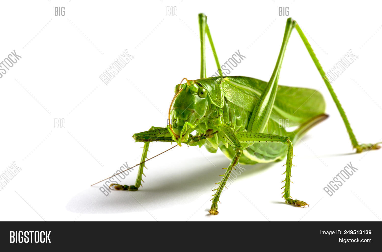 Big Green Grasshopper Image & Photo (Free Trial) | Bigstock