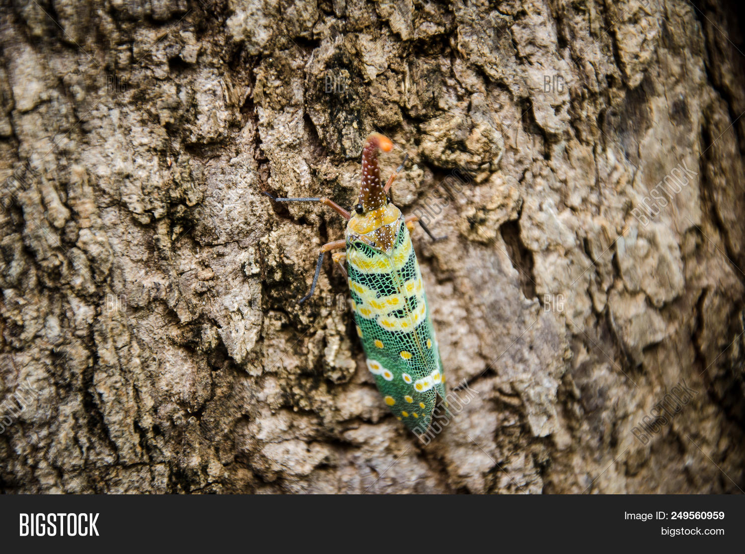 Pyrops Candelaria Image & Photo (Free Trial) | Bigstock