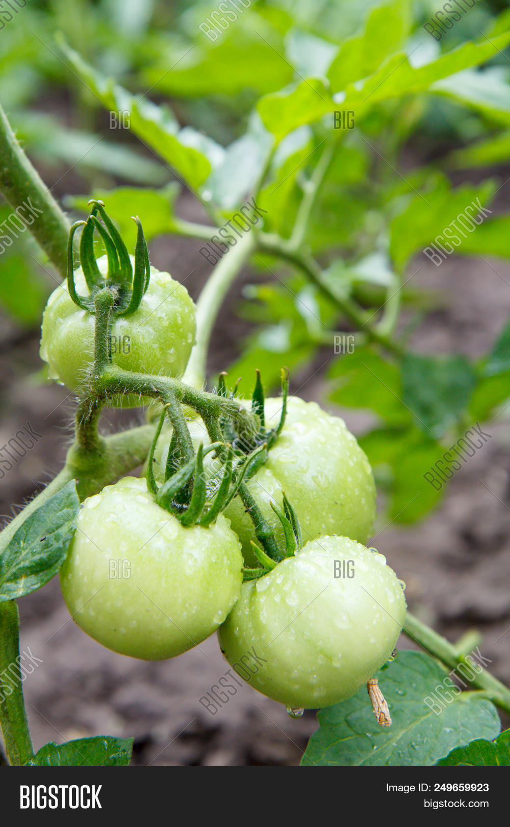 Unripe Green Tomatoes Image & Photo (Free Trial) | Bigstock
