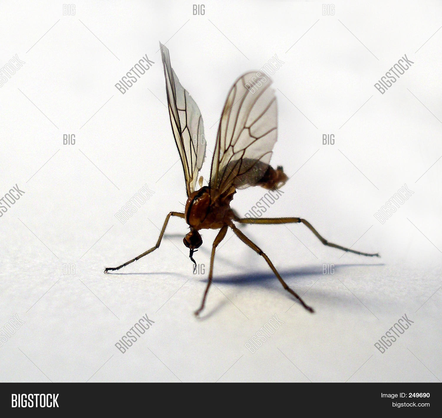 Moscito Image & Photo (Free Trial) | Bigstock