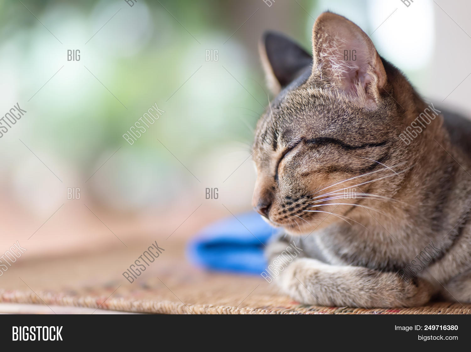 Portrait Sleeping Cat Image & Photo (Free Trial) | Bigstock