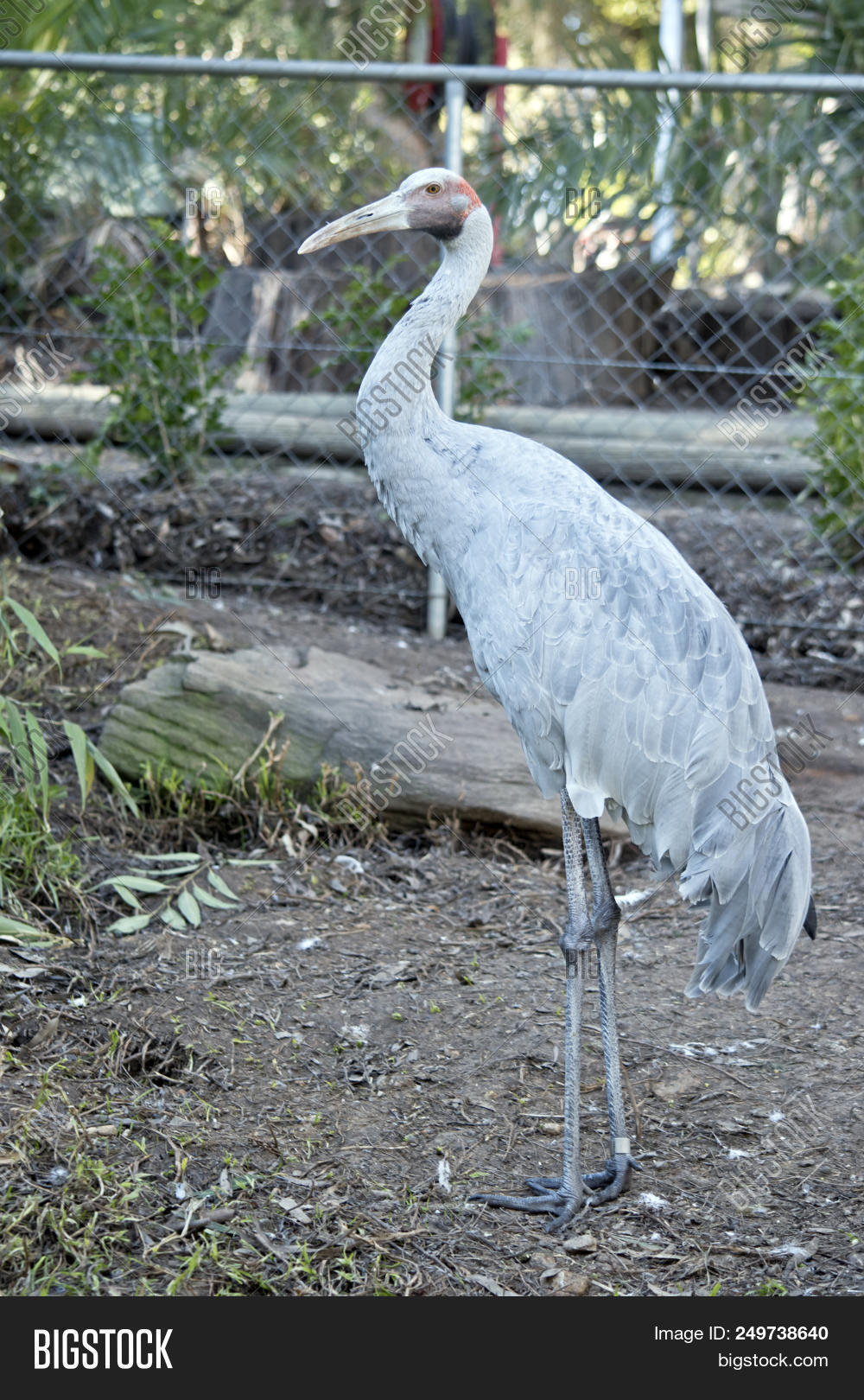 Brolga Large Enclosure Image & Photo (Free Trial) | Bigstock