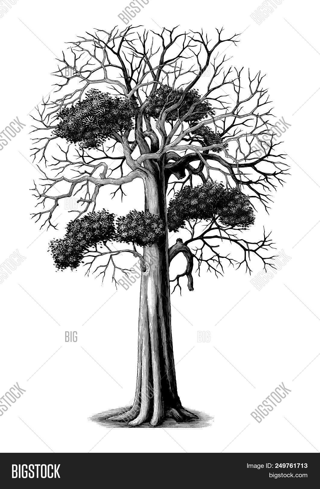 Tree Hand Drawing Vector & Photo (Free Trial) | Bigstock