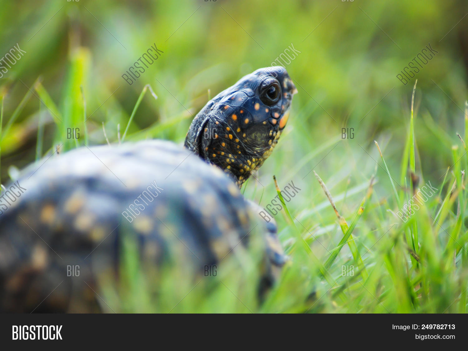 Box Turtle Looks Back Image & Photo (Free Trial) | Bigstock