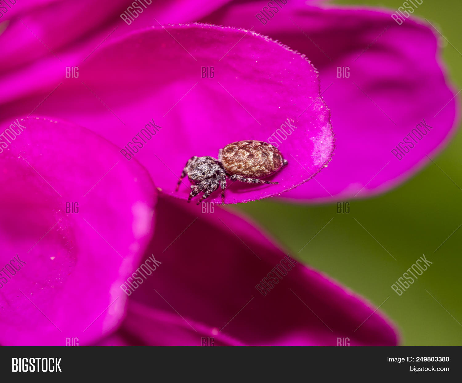 Jumping Spiders Group Image & Photo (Free Trial) | Bigstock
