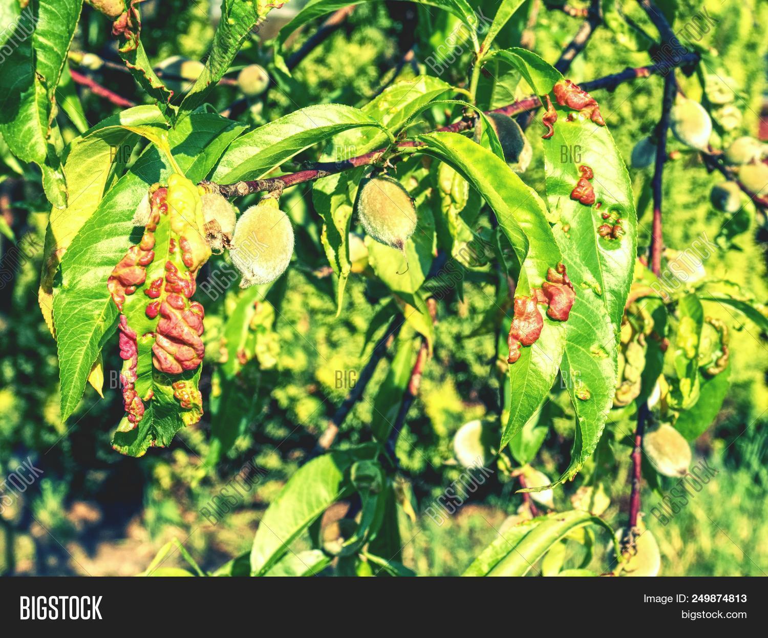 Damaged Leaf Peach Image & Photo (Free Trial) | Bigstock