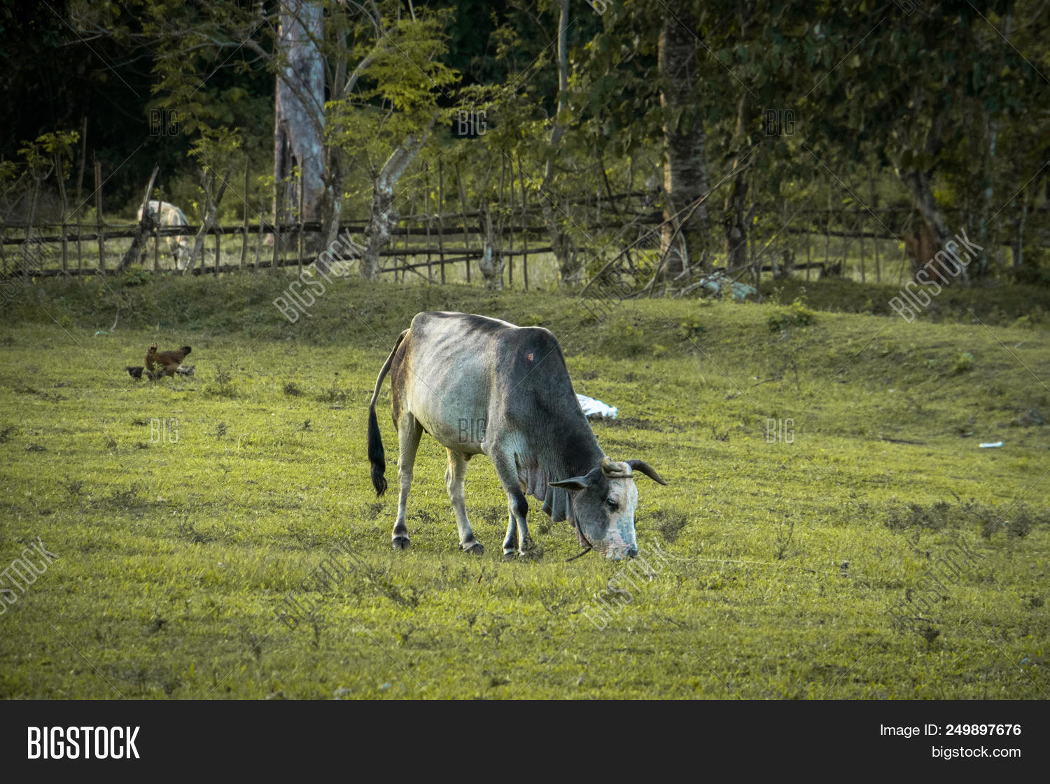 Cow Walking Birds Image & Photo (Free Trial) | Bigstock