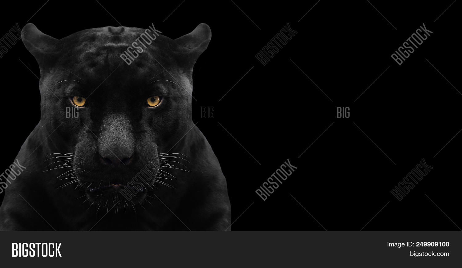 Black Panther Shot Image & Photo (Free Trial) | Bigstock