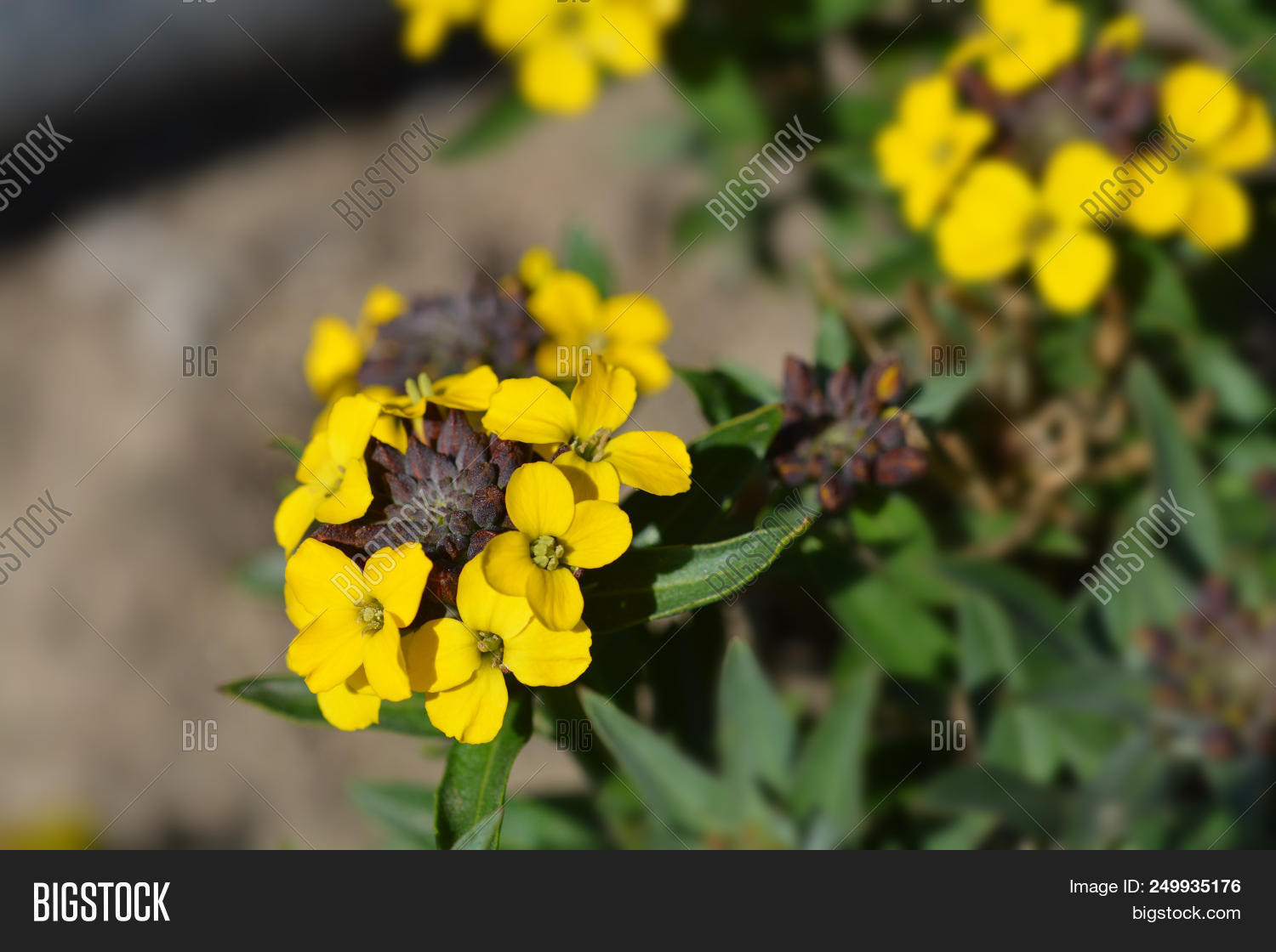 Alpine Wallflower Image & Photo (Free Trial) | Bigstock