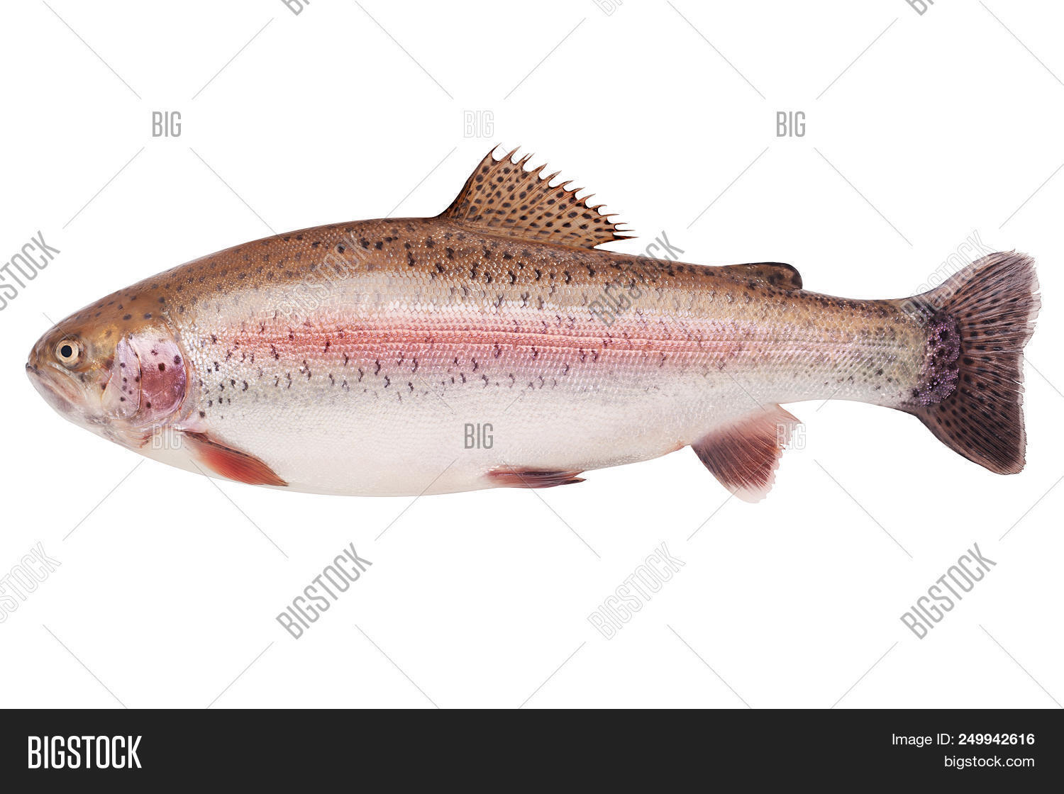 Rainbow Trout, Image & Photo (Free Trial) | Bigstock