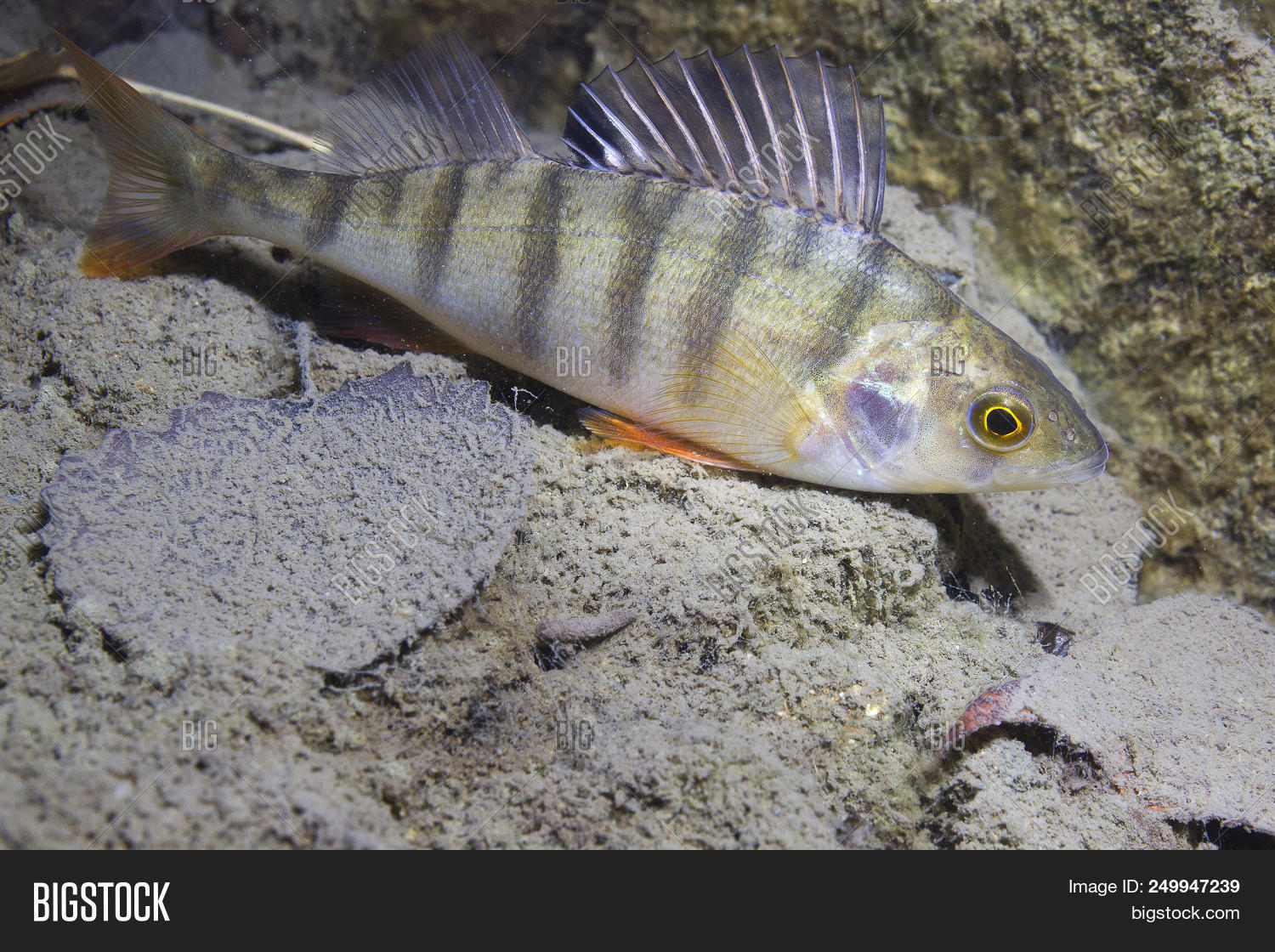 Freshwater Fish Perch Image & Photo (Free Trial) | Bigstock