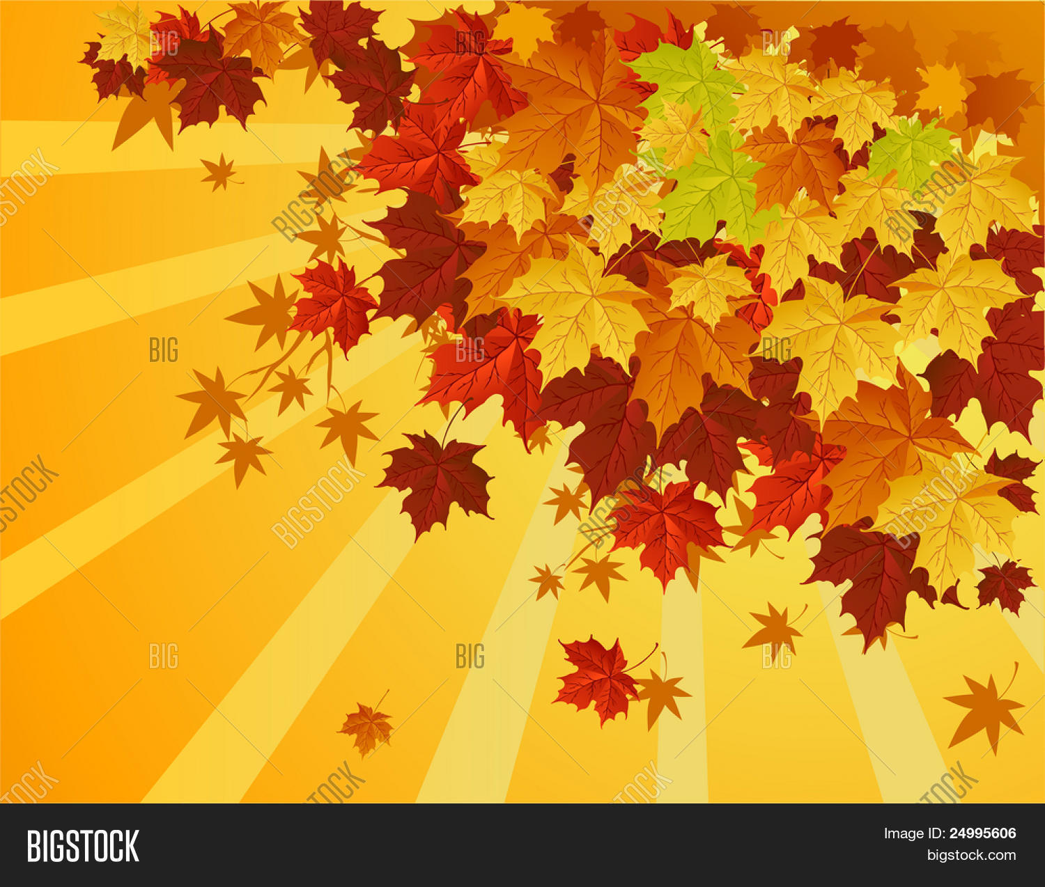Autumn Maple Leaves Vector & Photo (Free Trial) | Bigstock