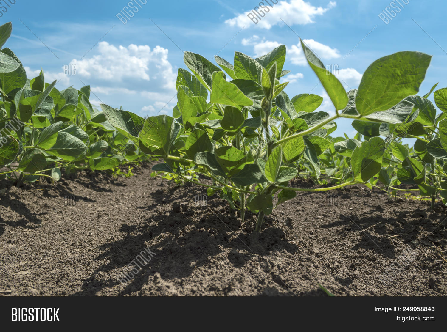 Soybean Plant Image & Photo (Free Trial) | Bigstock