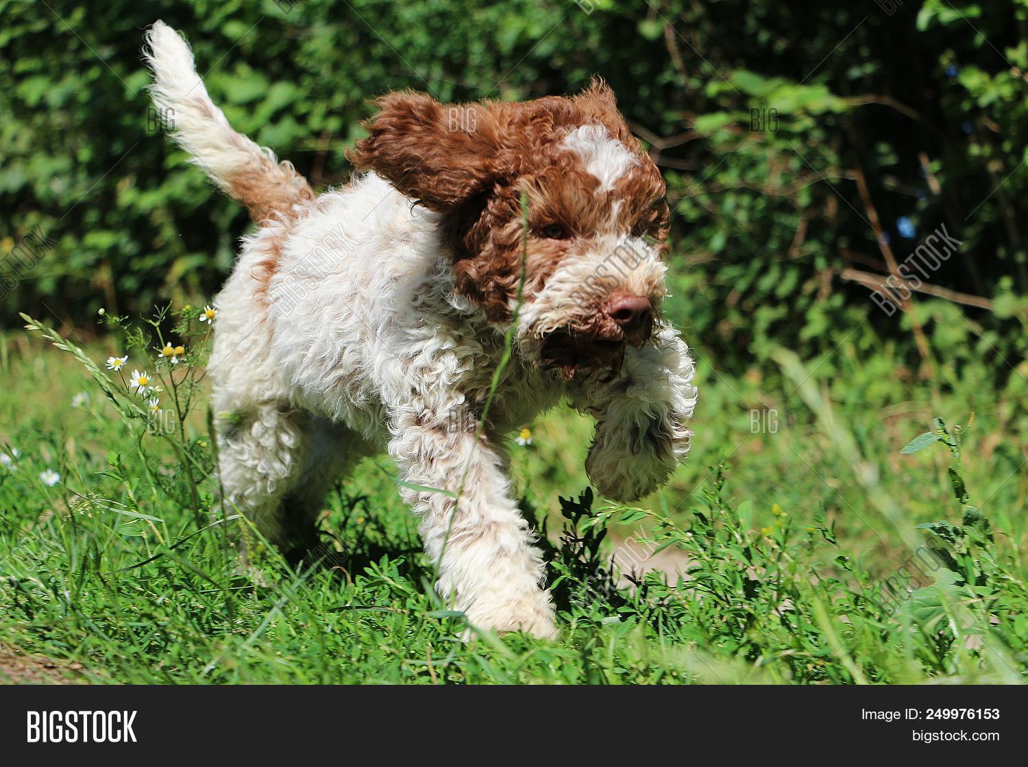 Italian Water Dog