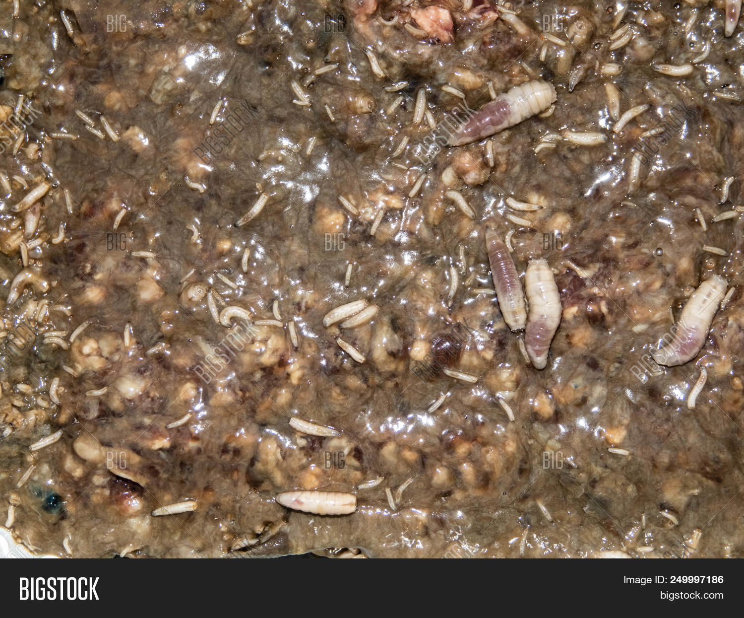Worms Maggots Image & Photo (Free Trial) | Bigstock