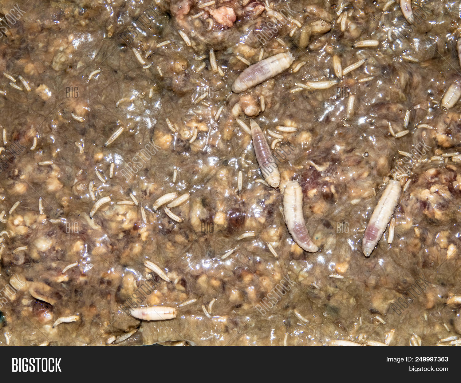 Worms Maggots Image & Photo (Free Trial) | Bigstock