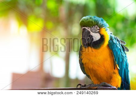 Macore Bird, Ma Core Image & Photo (Free Trial) | Bigstock