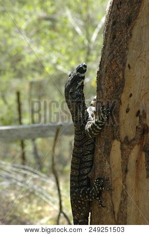 Goanna Climbing Tree Image & Photo (Free Trial) | Bigstock