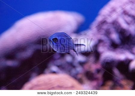 Blue Reef Chromis Image & Photo (Free Trial) | Bigstock