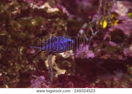 Blue Reef Chromis Image & Photo (Free Trial) | Bigstock