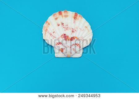 Top View Scallop Shell Image & Photo (Free Trial) | Bigstock