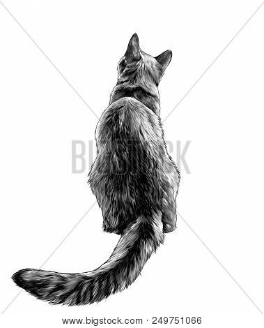 How To Draw A Cat From Behind