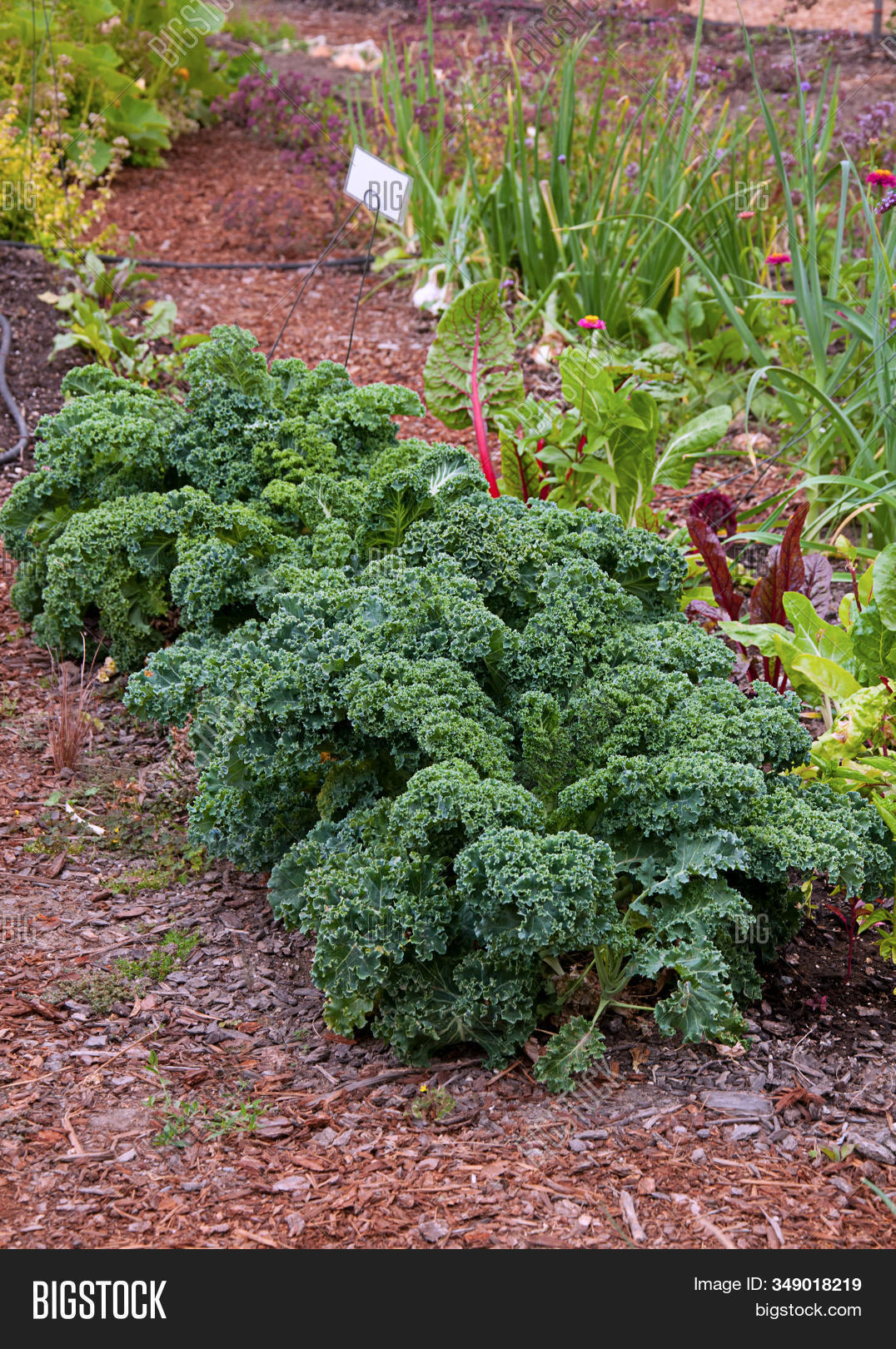 Kale Growing Garden Image & Photo (Free Trial) | Bigstock