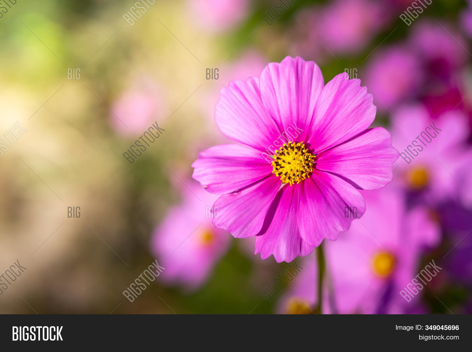 Beautiful Cosmos Image & Photo (Free Trial) | Bigstock