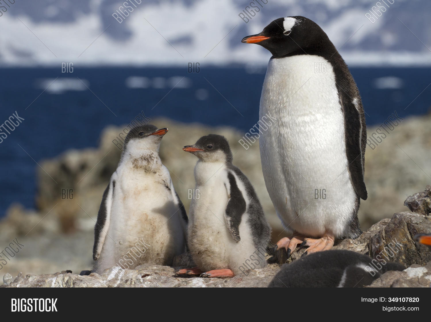 Gentoo Penguin Female Image & Photo (Free Trial) | Bigstock