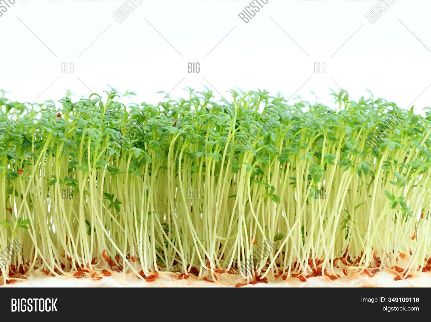 Garden Cress On White Image & Photo (Free Trial) | Bigstock