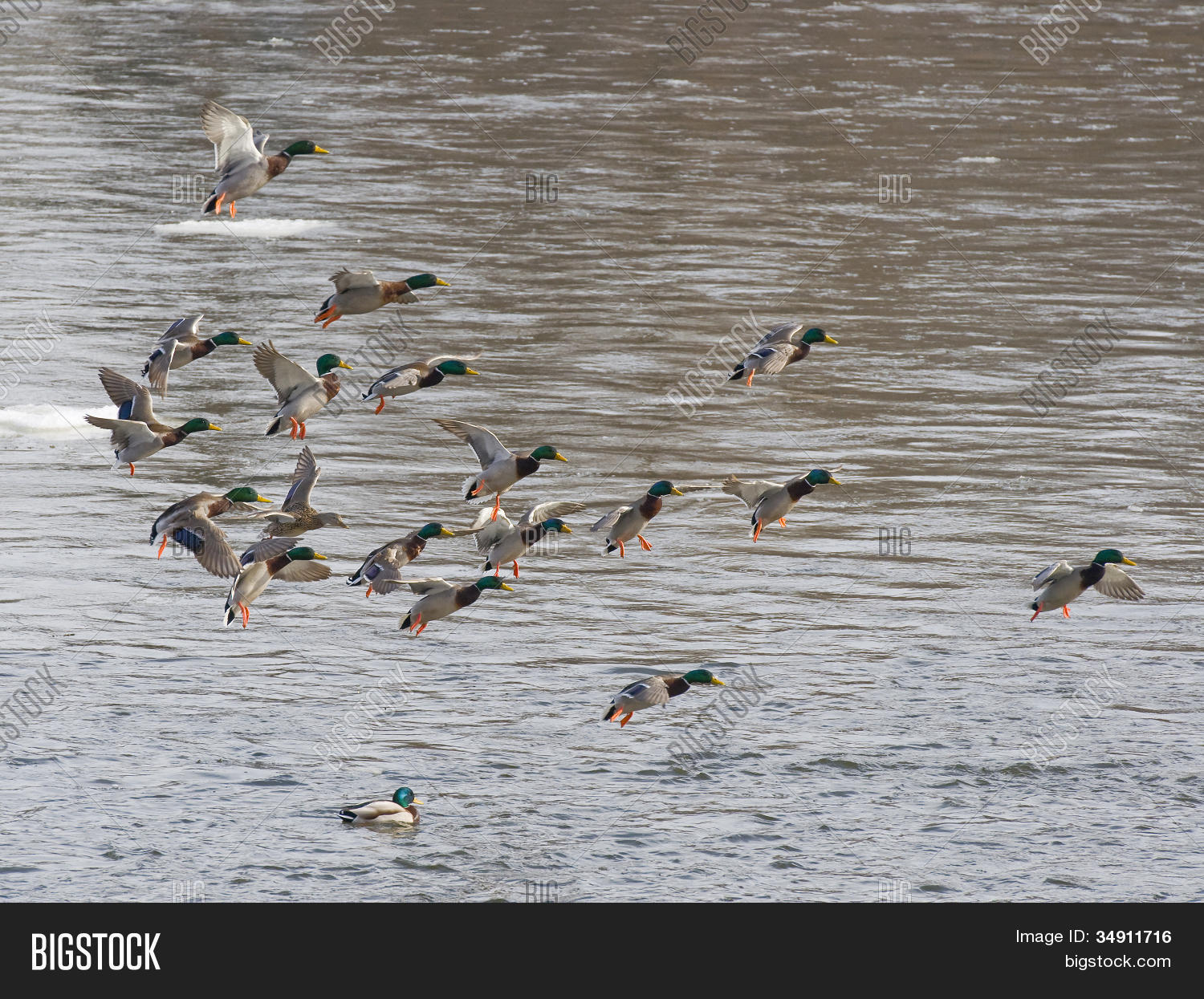 Landing Mallard Flock Image & Photo (Free Trial) | Bigstock