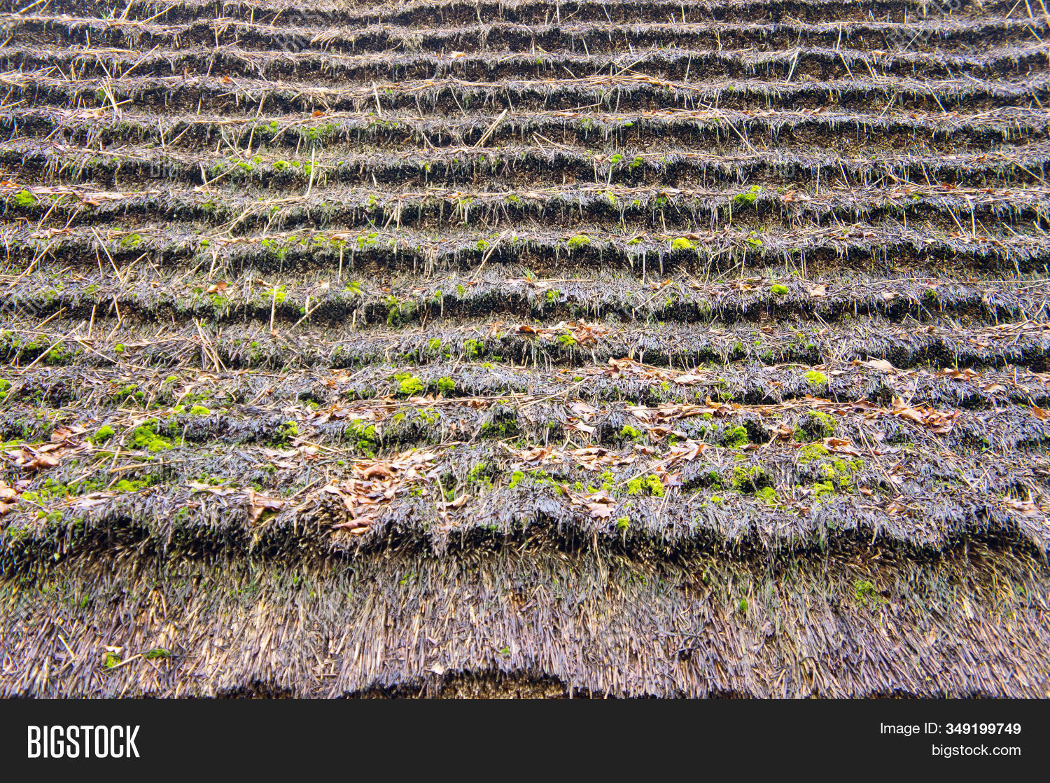 Thatched Roof Old Image & Photo (Free Trial) | Bigstock