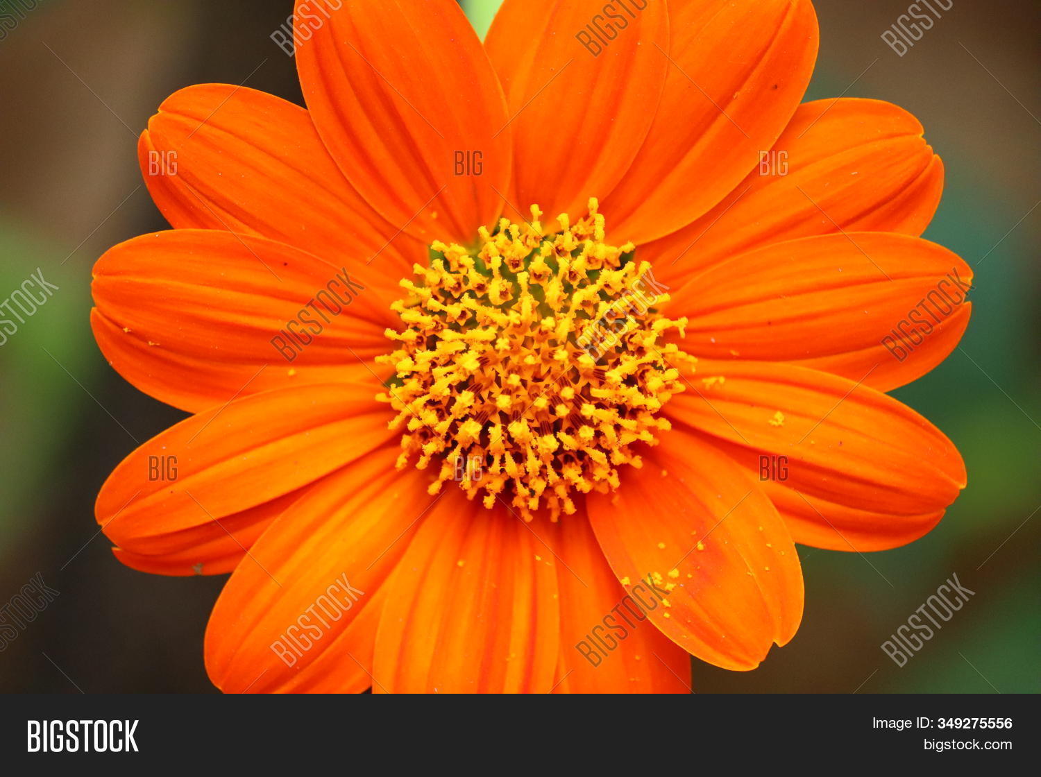 Sunflower Natural Image & Photo (Free Trial) | Bigstock