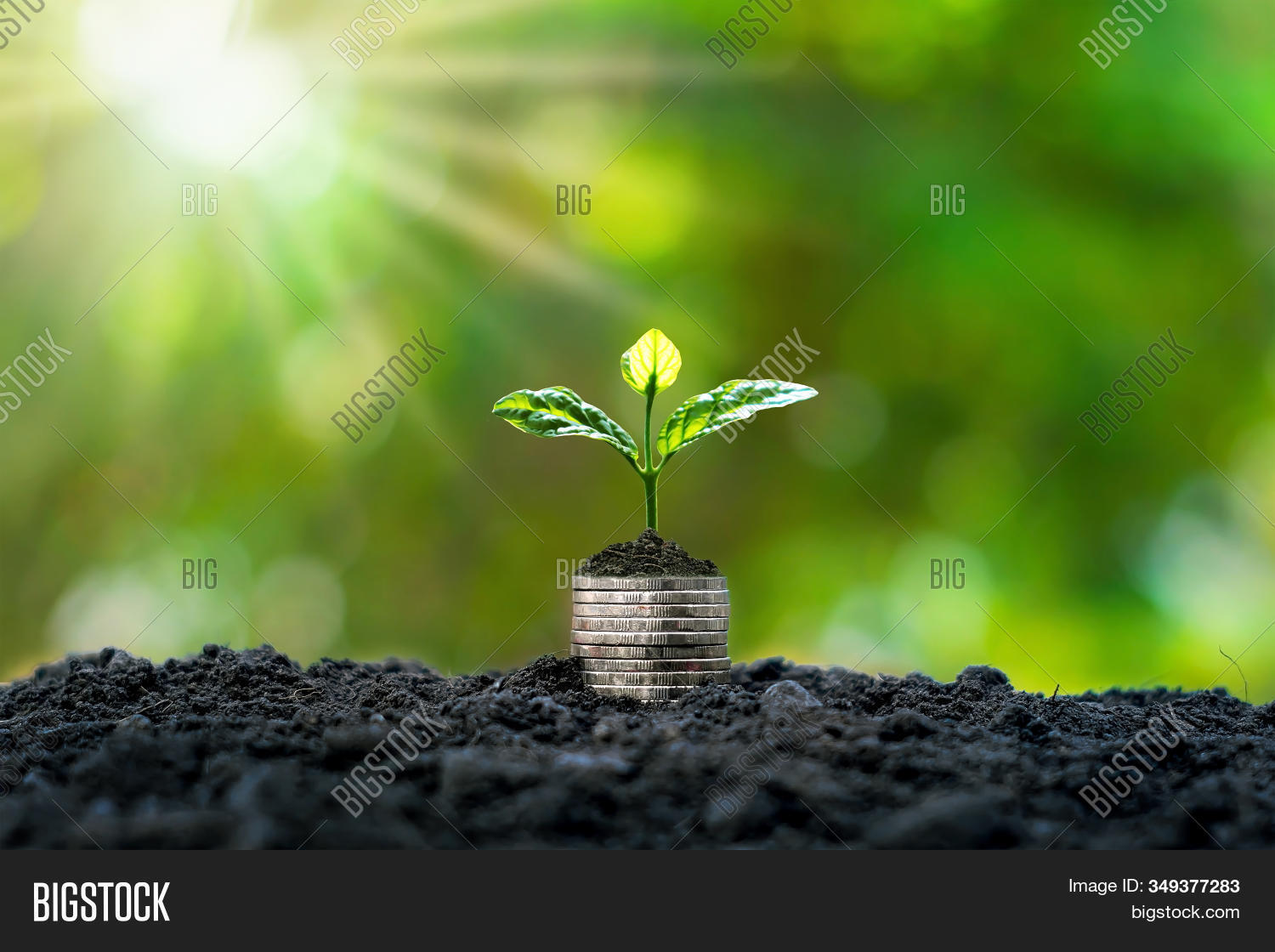 Plant Trees On Coins Image & Photo (Free Trial) | Bigstock