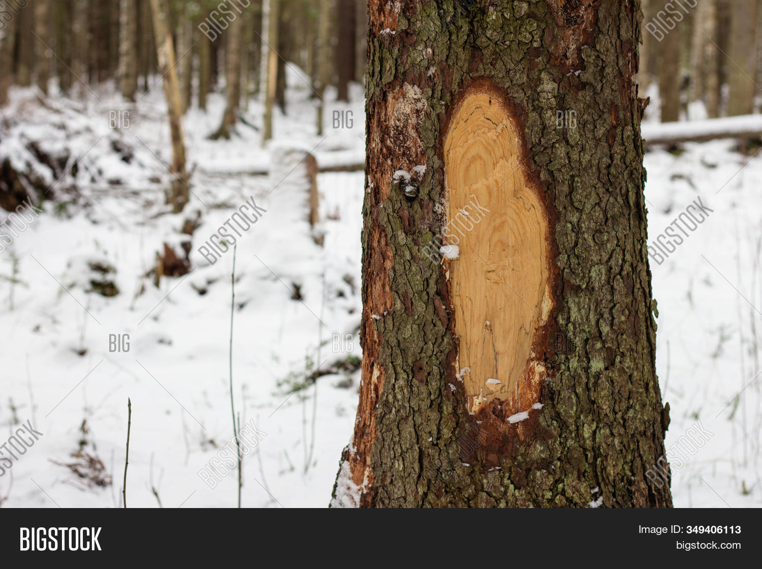 Tree Trunk Structure Image & Photo (Free Trial) | Bigstock