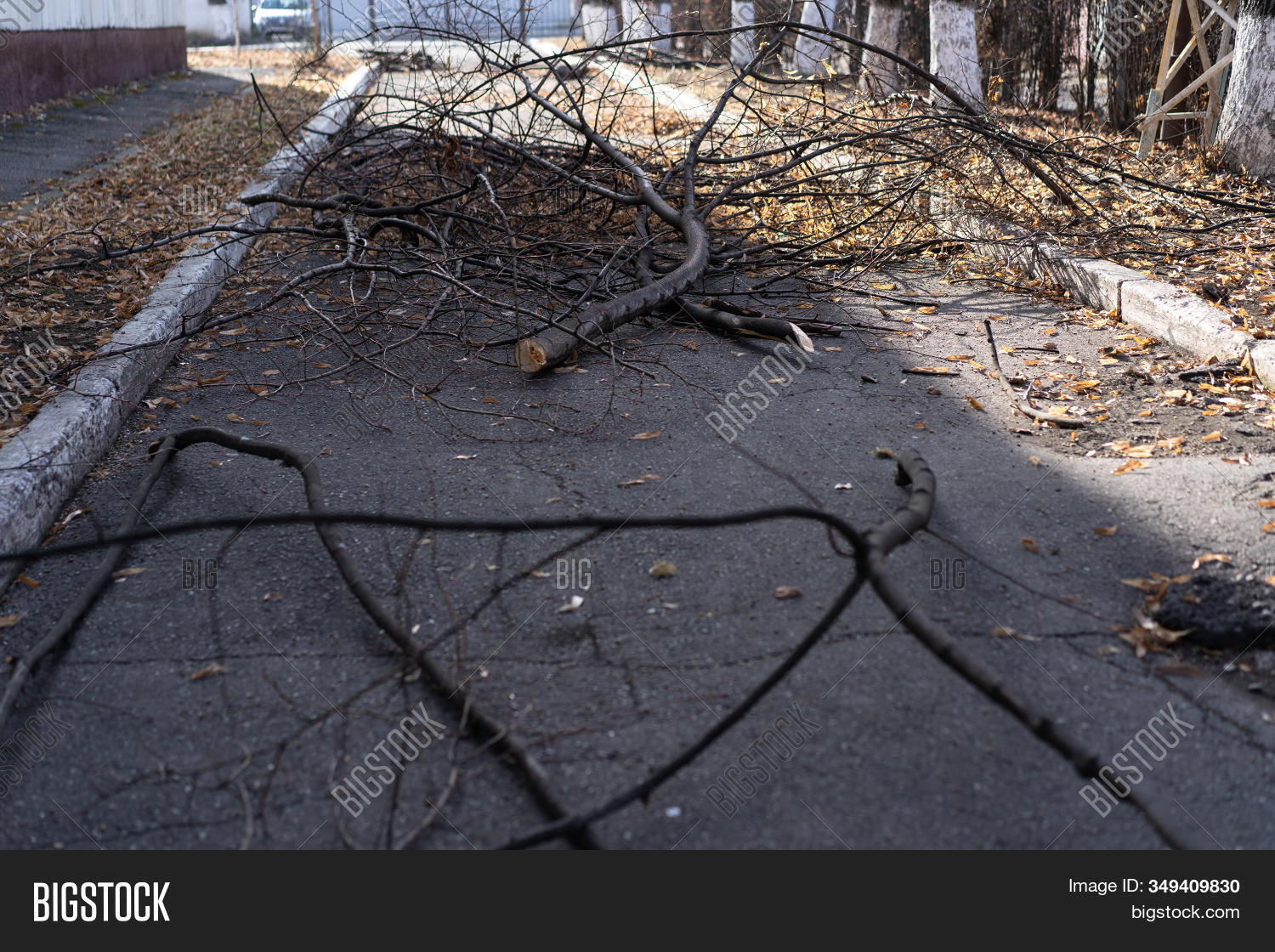 Felled Tree Branches Image & Photo (Free Trial) | Bigstock