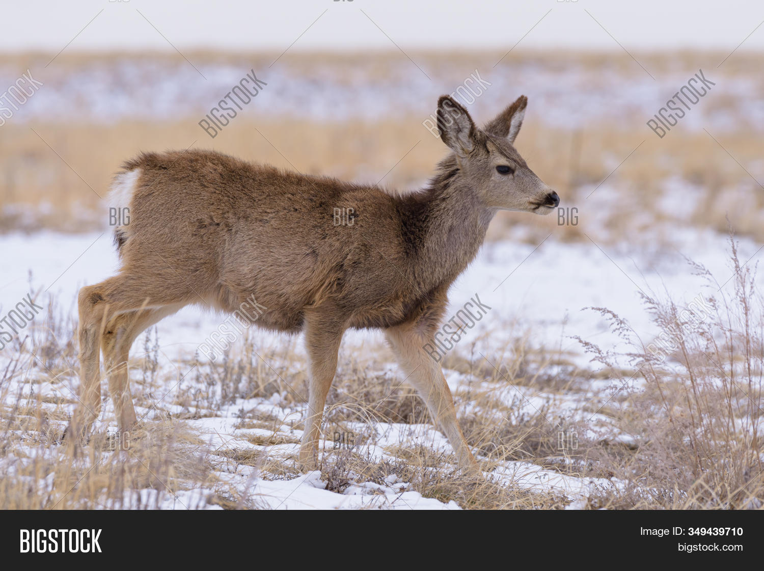 Wildlife Colorado. Image & Photo (Free Trial) | Bigstock