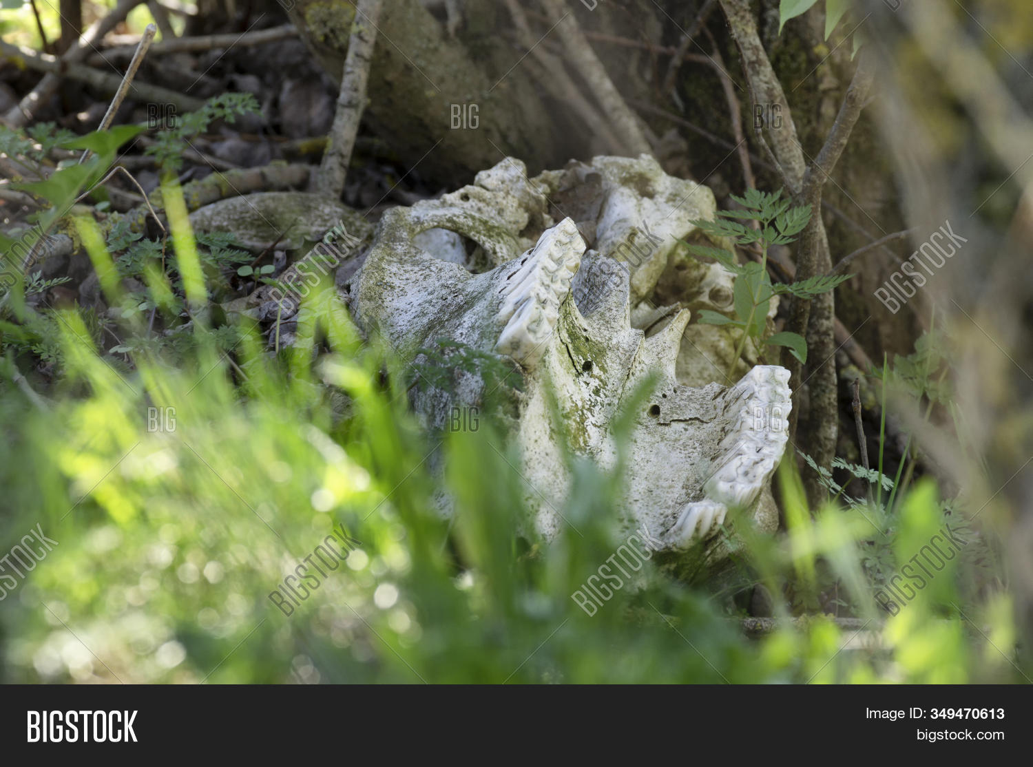 Fragment Animal Image & Photo (Free Trial) | Bigstock