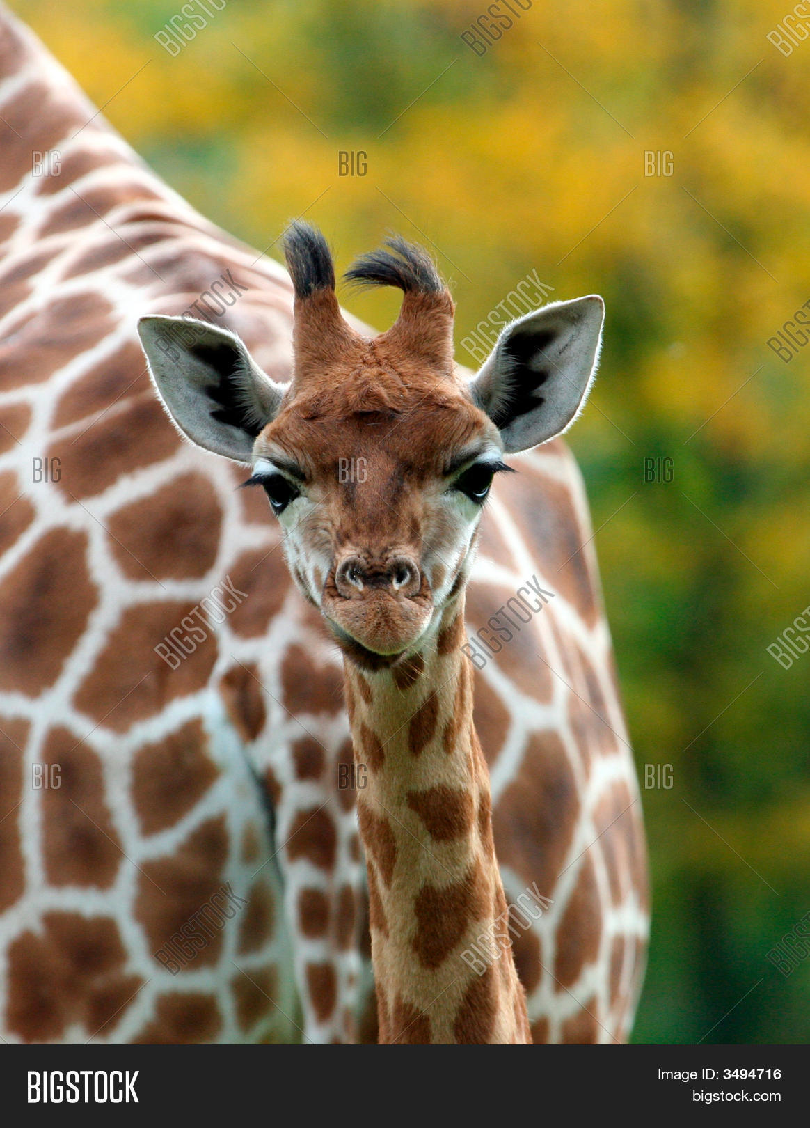 Cute Baby Giraffe Image & Photo (Free Trial) | Bigstock