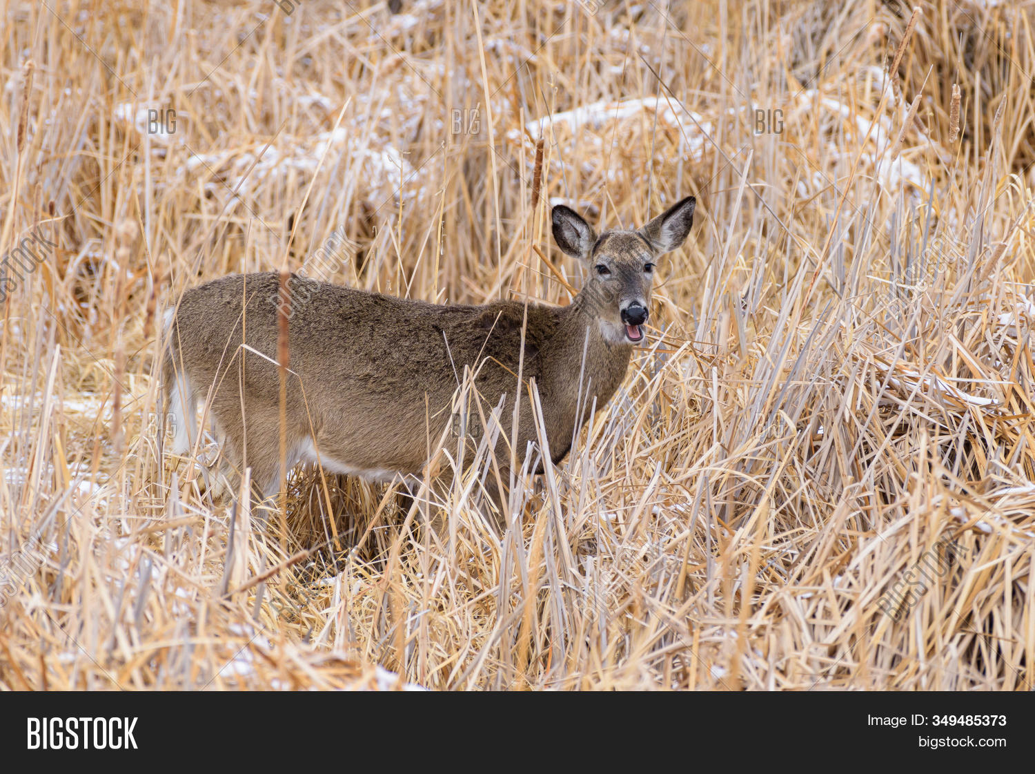 Wildlife Colorado. Image & Photo (Free Trial) | Bigstock